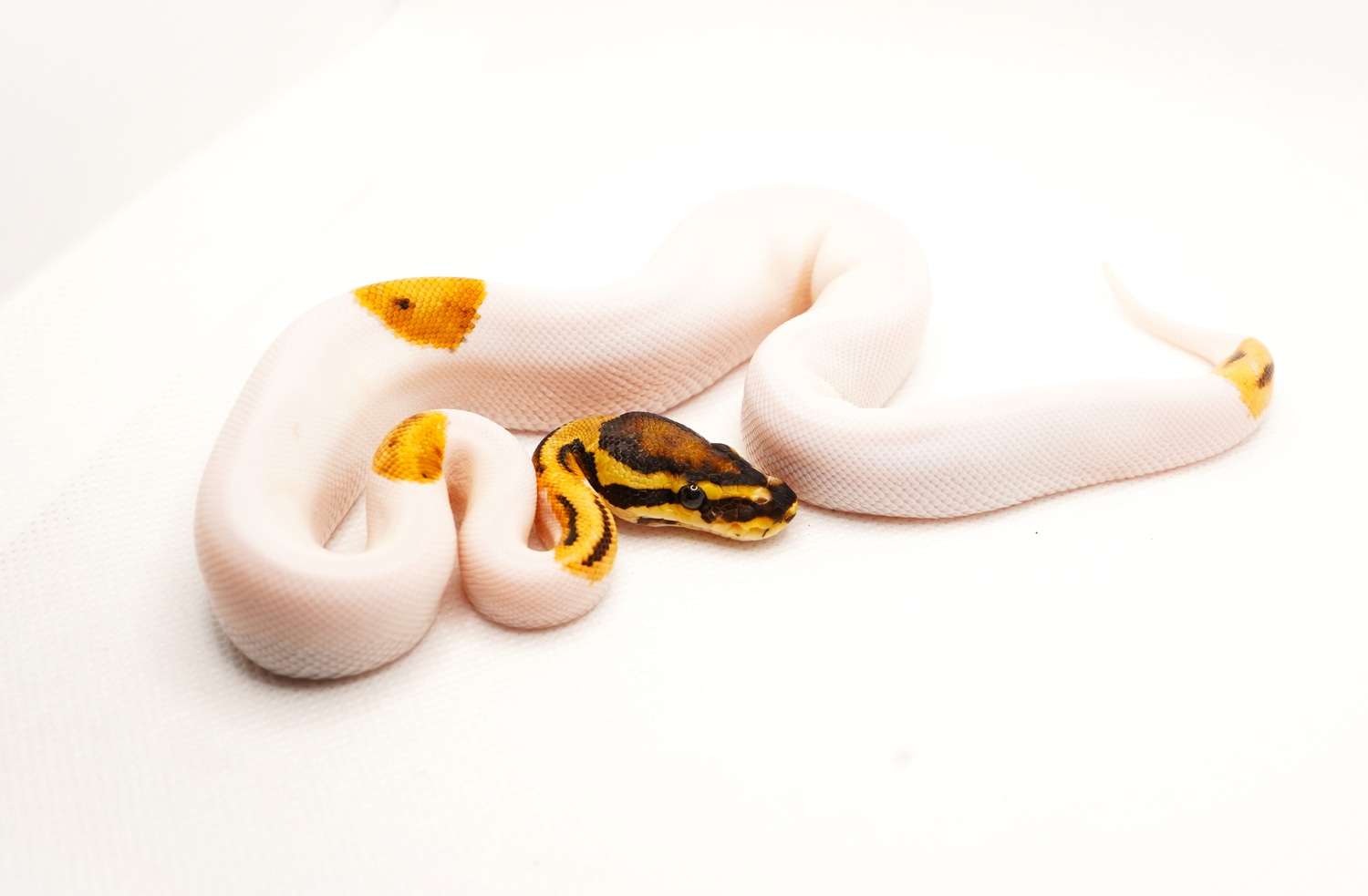 Fire YB Leoard Pied (OD) Ball Python by Reptile dysfunction - MorphMarket