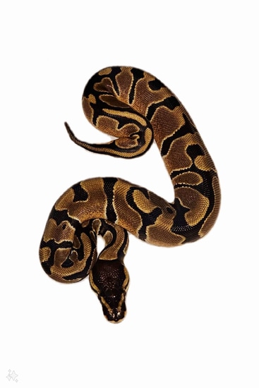 Blade Fire (Yb) Het Pied Ball Python by Reptile dysfunction
