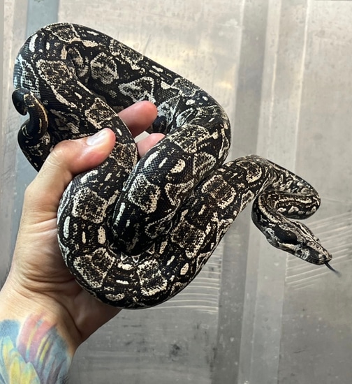 CBB Argentine Boa PAIR Argentine Boa Constrictor by Rhino Kingdom