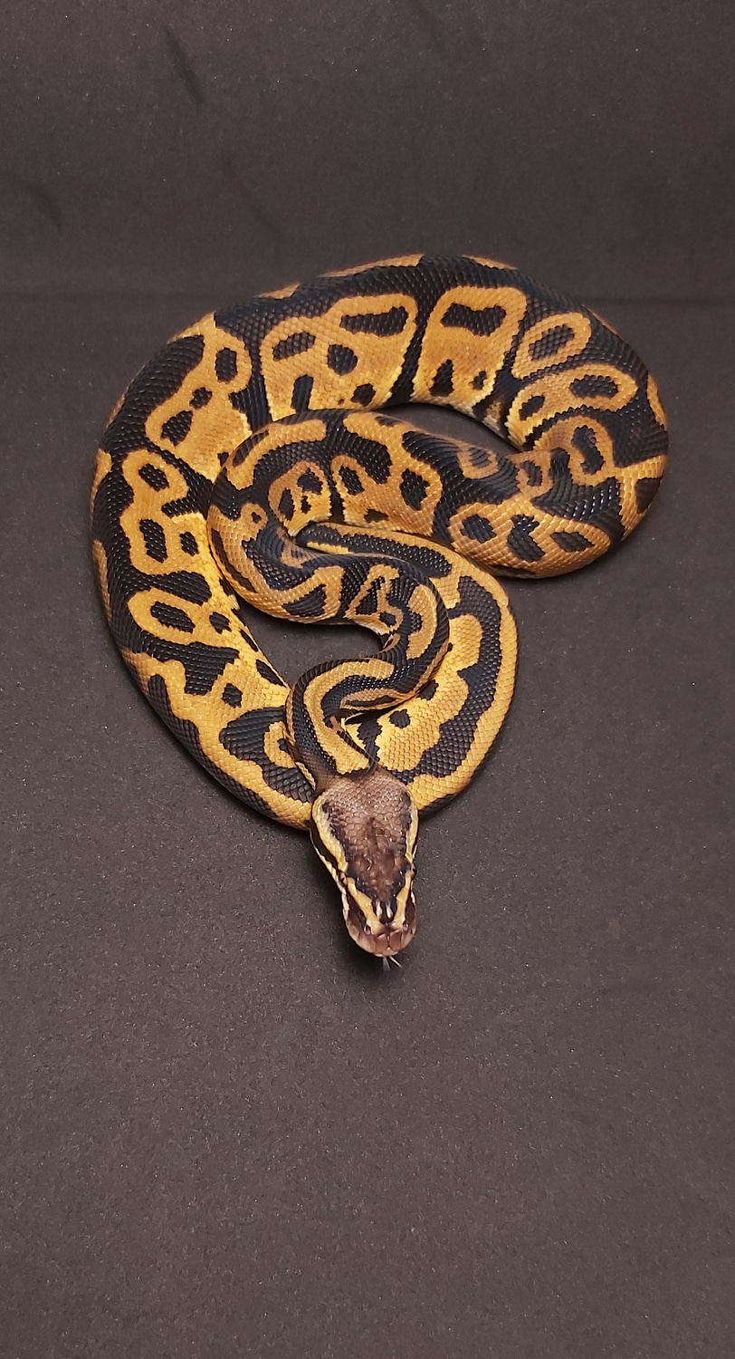Leopard Pastel Het TSK Axanthic Ball Python by Reptiles Design ...
