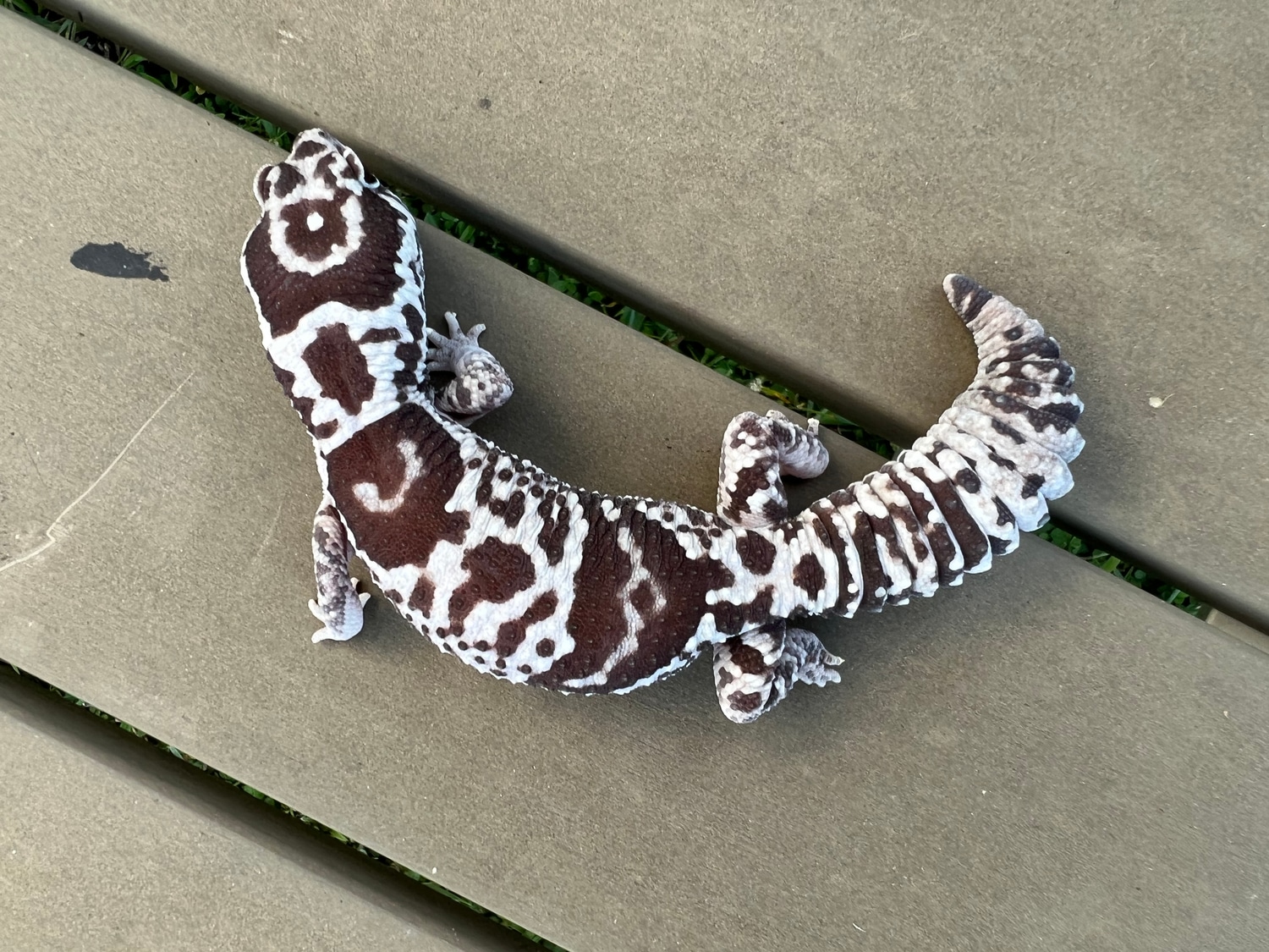 Whiteout Oreo 100% Het Caramel African Fat-Tailed Gecko by ...