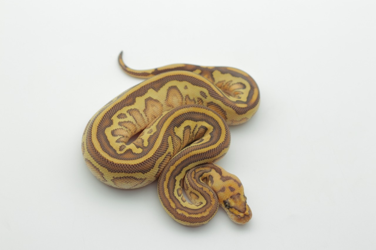 Hurricane Leopard Lesser Clown Ball Python by Reptiles for Centuries ...