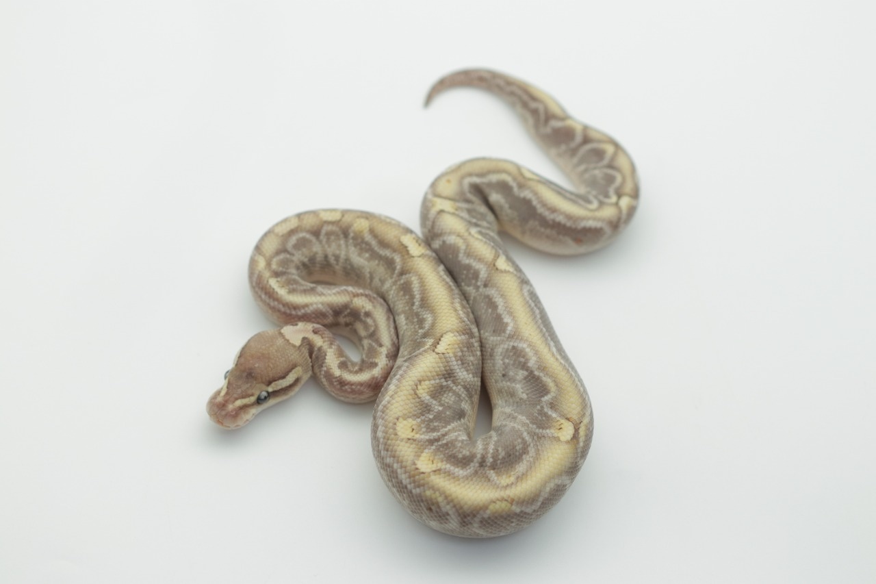 GHI Bamboo YB 50% Het Hypo Ball Python by Reptiles for Centuries ...