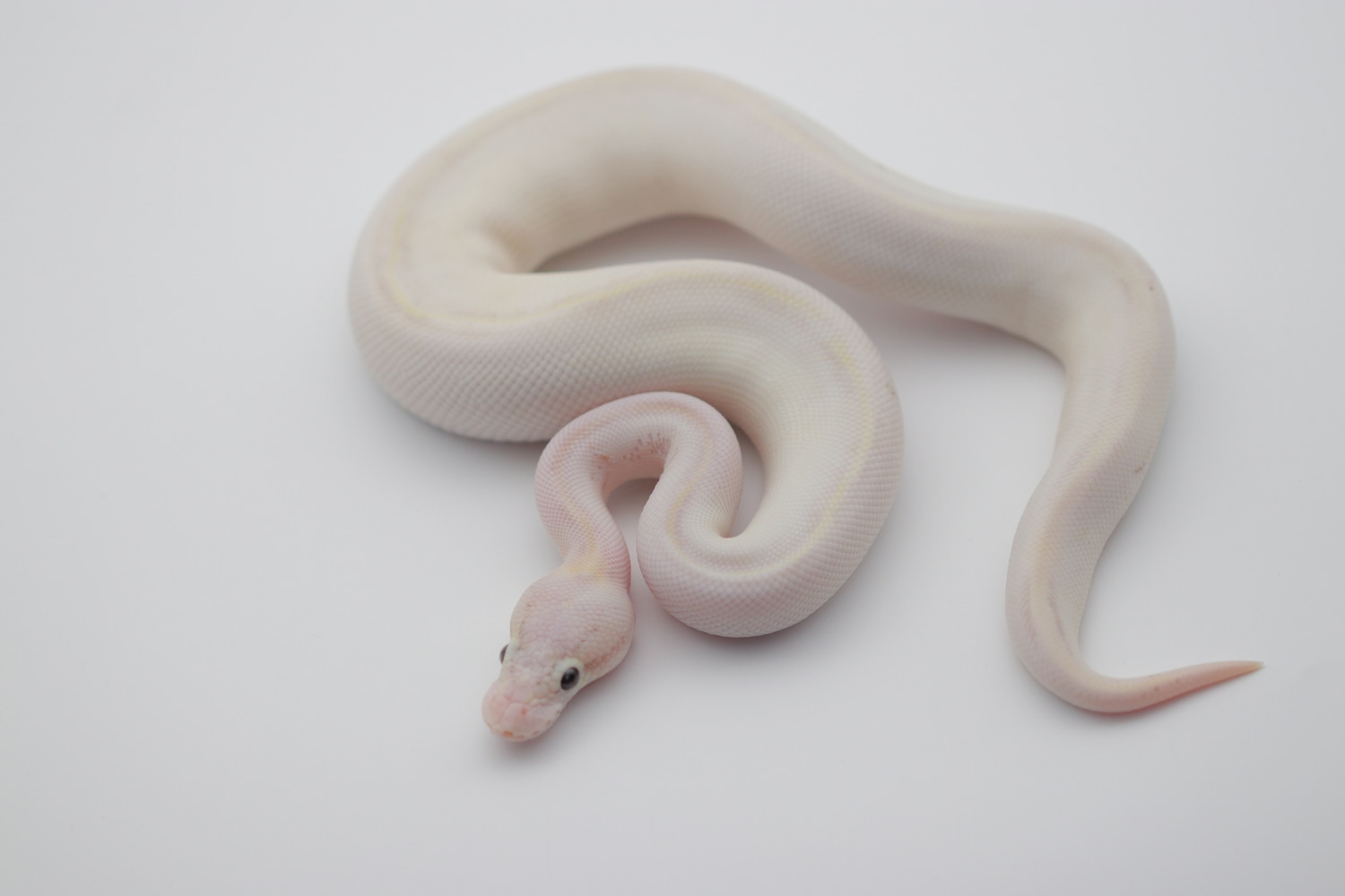 Pastel Ivory Het Pied Ball Python by Reptiles for Centuries - MorphMarket