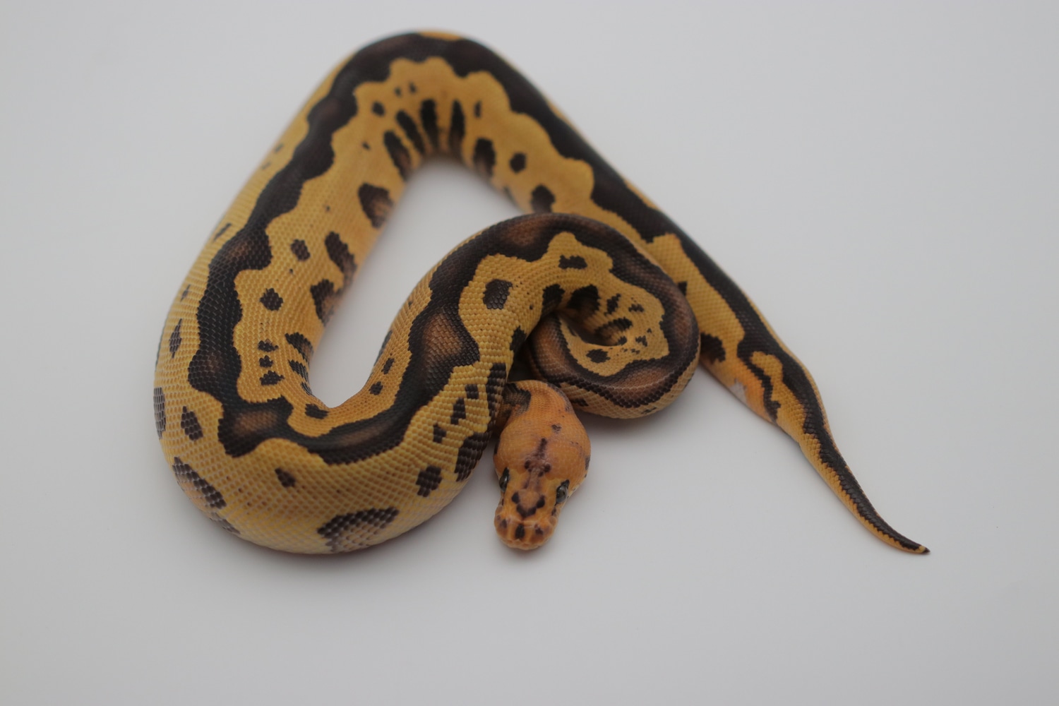 Fire Leopard Clown 50% Het Toffee Ball Python by Reptiles for Centuries ...