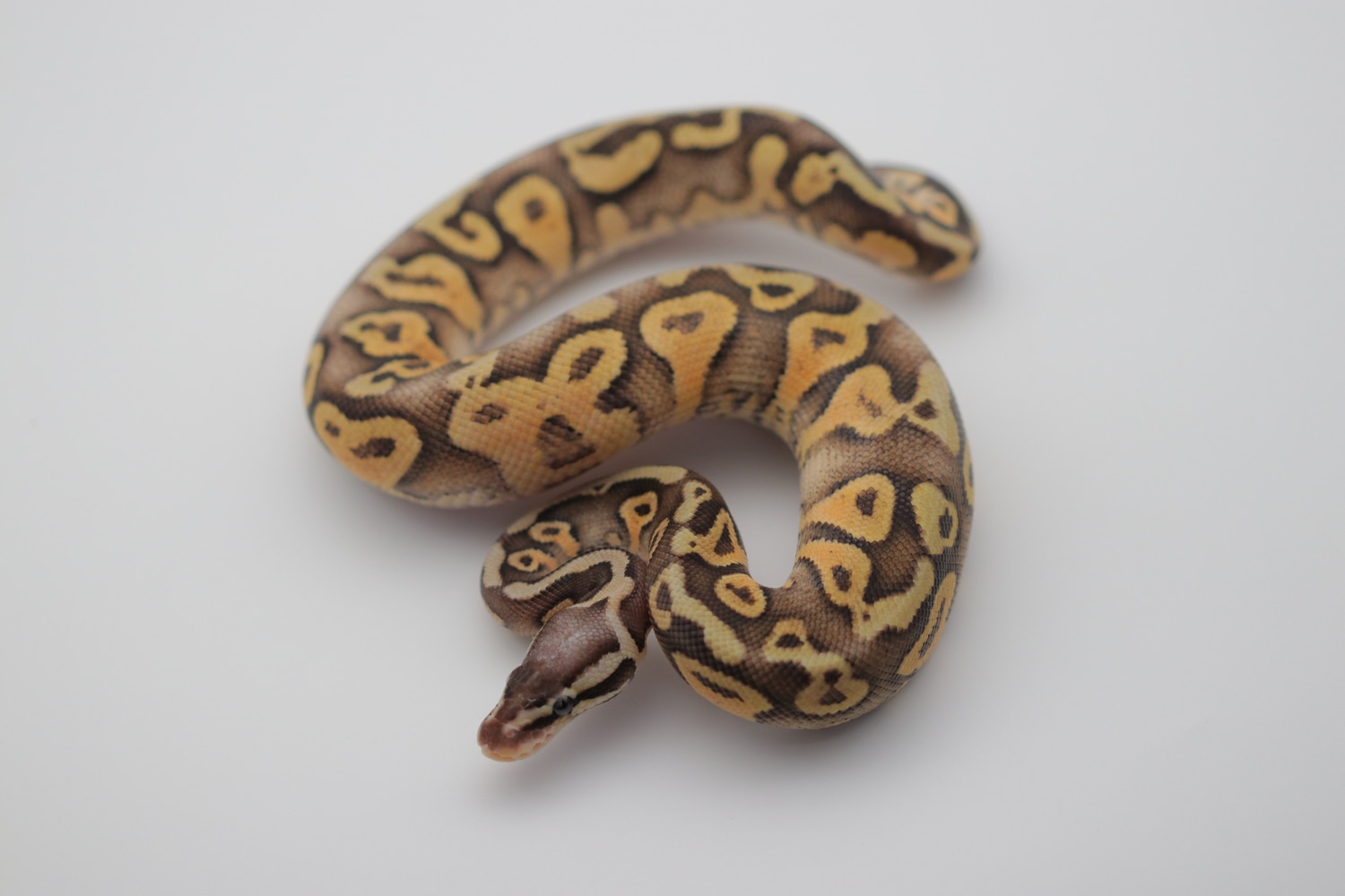 Super Pastel Gravel/YB Het Pied Ball Python by Reptiles for Centuries ...