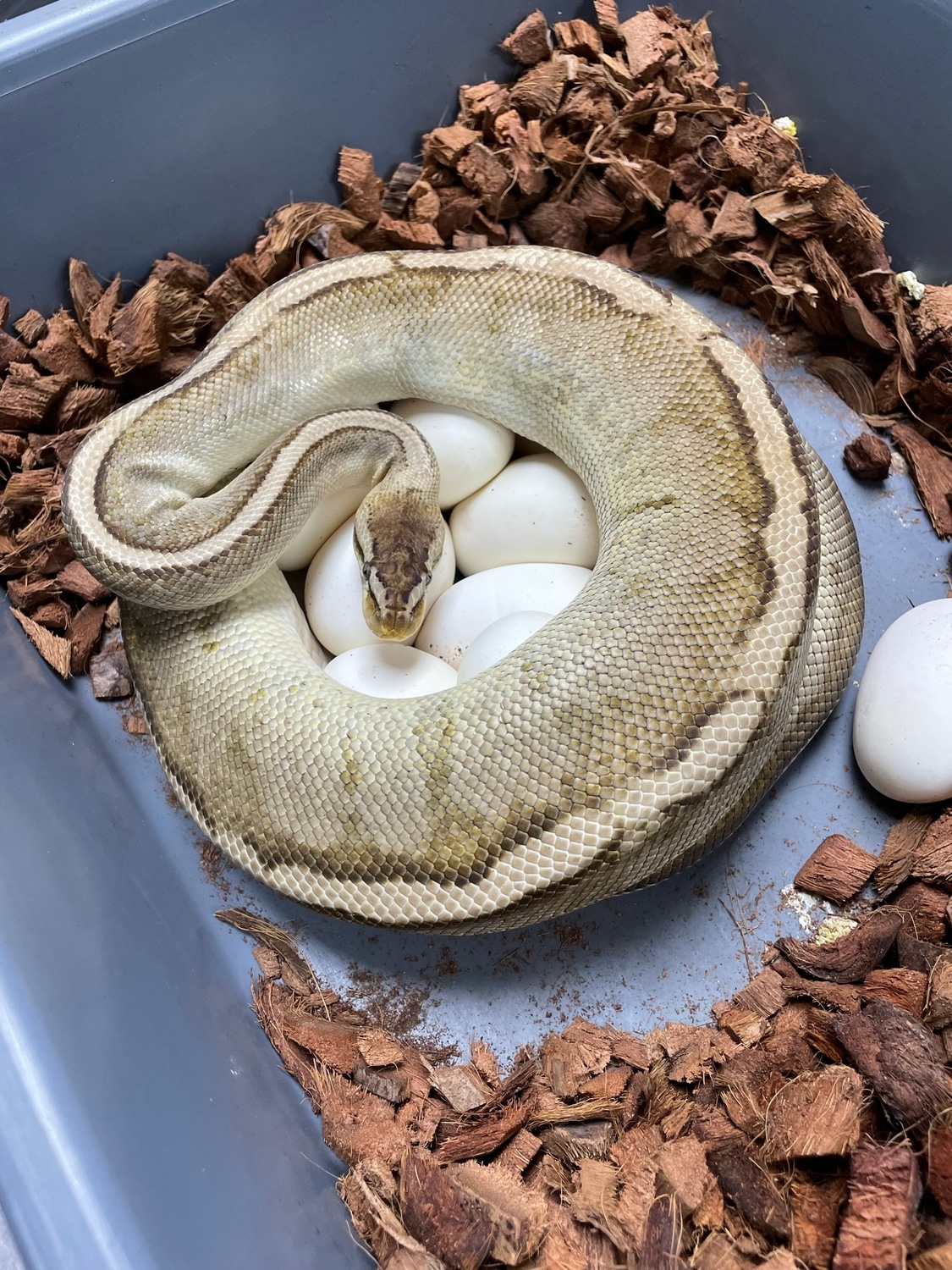 Pastel YB Genetic Stripe Ball Python by Reptiles for Centuries ...