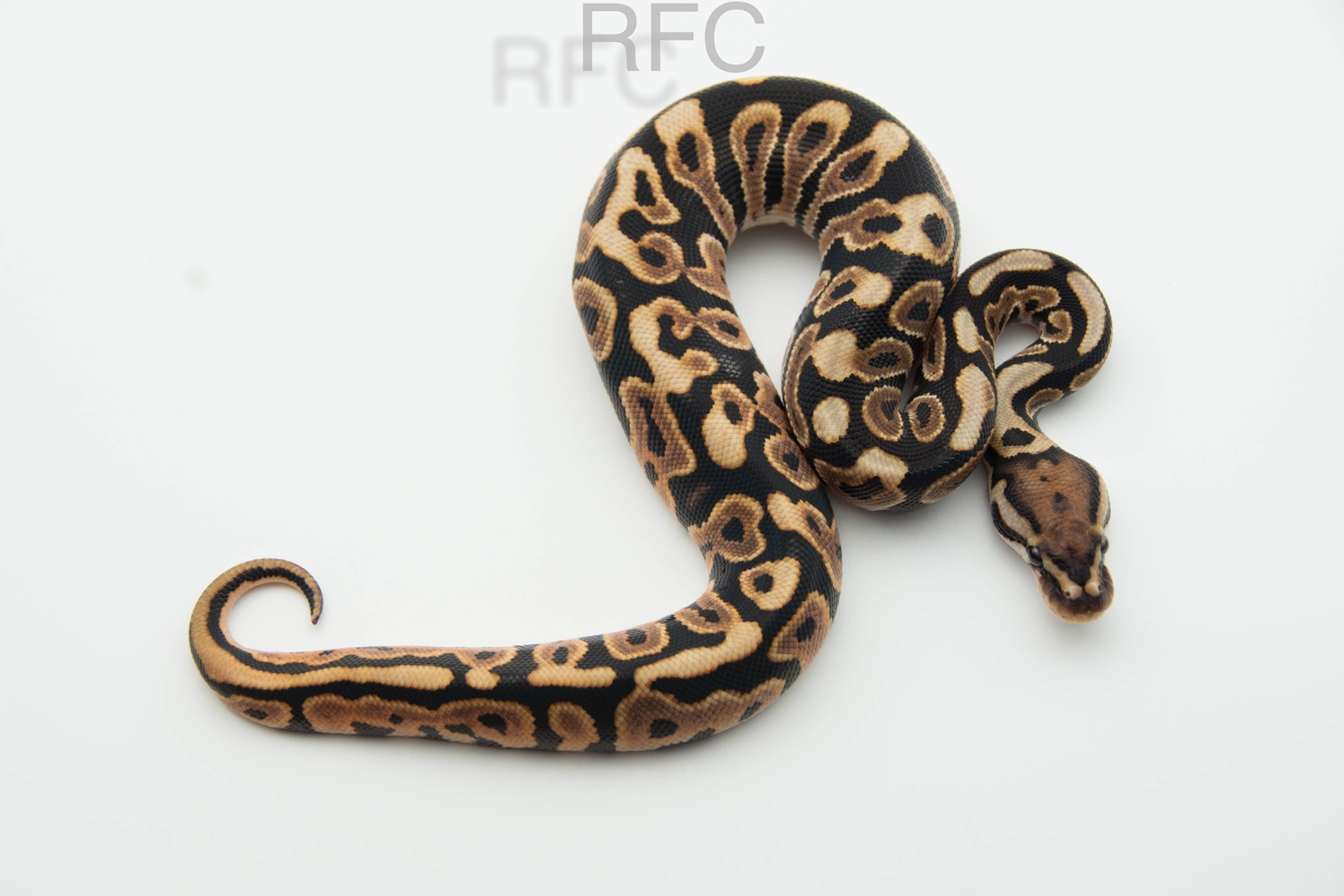 OD Black Pastel Spotnose Het Clown 50% Het Hypo Ultramel Ball Python by ...