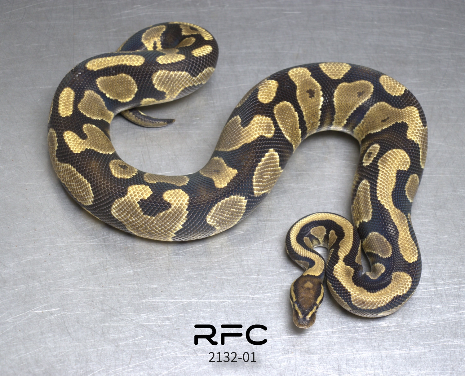 Gravel Het Desert Ghost Het Hypo 50% Het Clown RTB Ball Python by ...