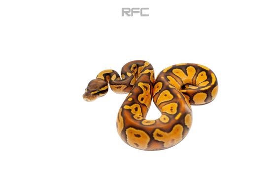 Black Head Enchi NR Mandarin Hypo Ball Python by Reptiles for Centuries