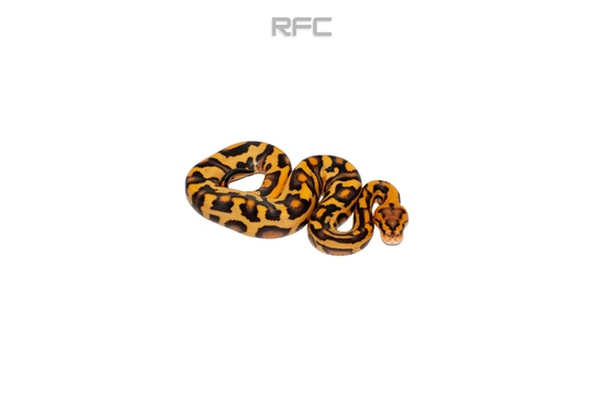 Fire YB Leopard Crypton DG Ball Python by Reptiles for Centuries