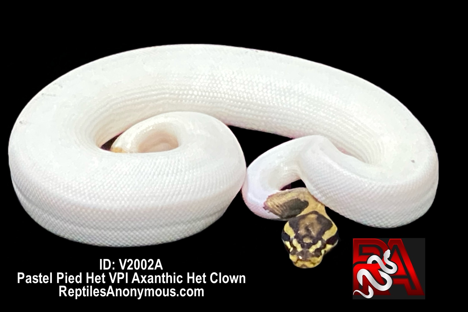 Pastel Pied 100% Het Clown, 100% Het VPI Axanthic Ball Python by ...