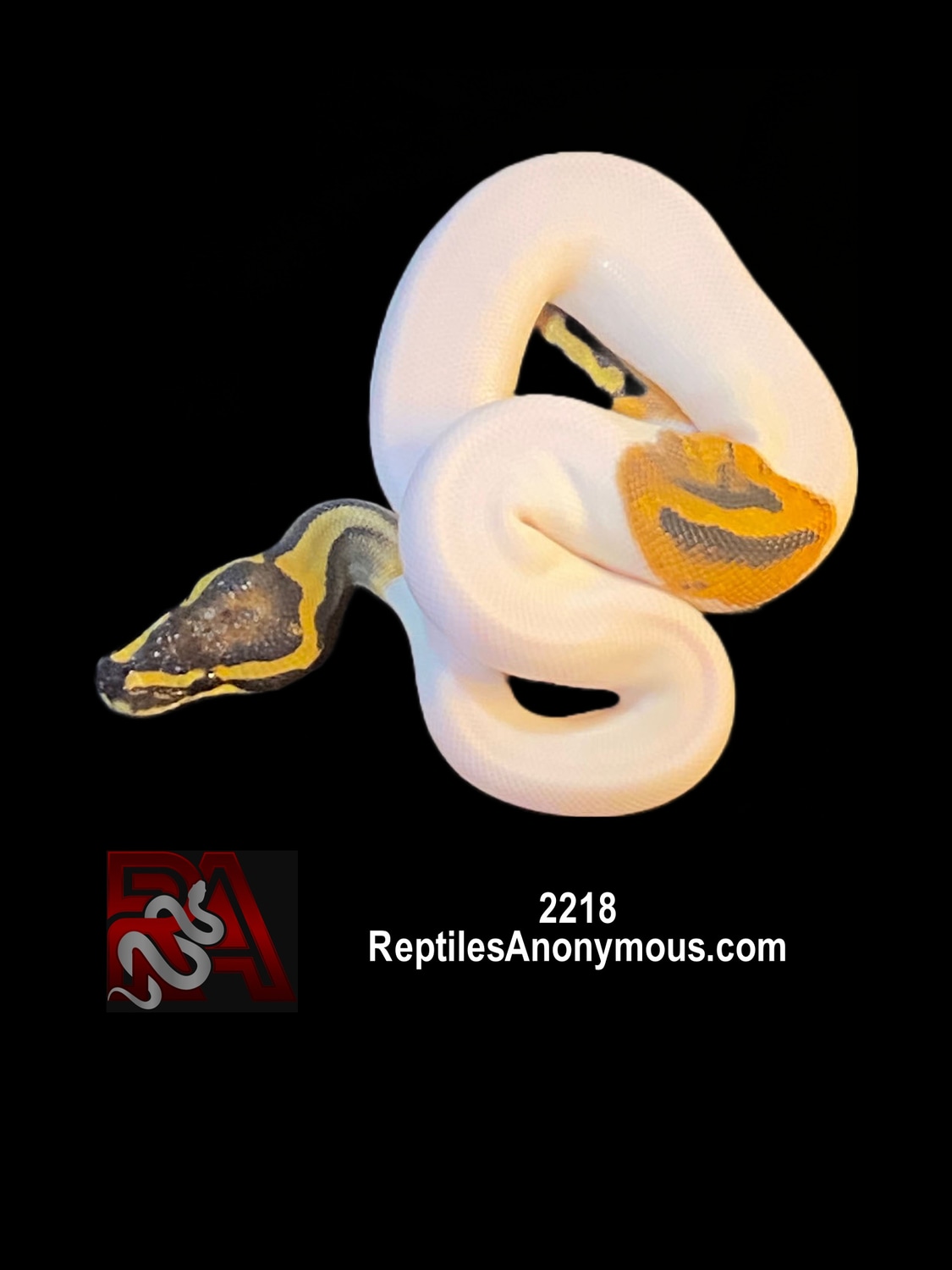 Pied 100% Double Het Clown Lavendar Albino Ball Python by Reptiles ...