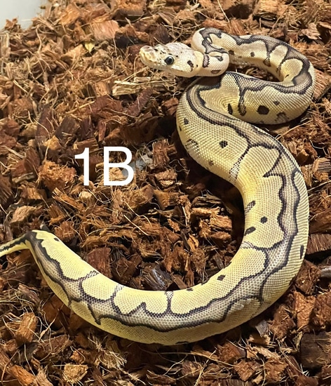 Female Pied 100% Het Clown, 100% Het VPI Axanthic – 167g Ball Python by ...