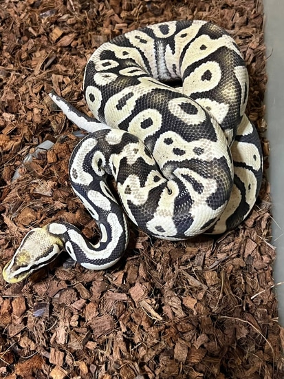 Pastel OD Dessert Ghost – Pos Het Pied Ball Python by Reptiles Anonymous