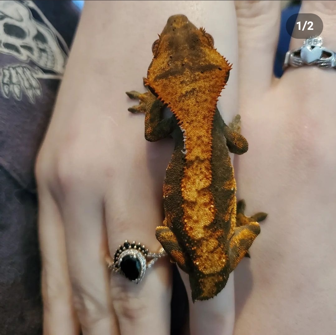Halloween Harlequin Partial Pinstripe Crested Gecko by Reptiles of ...