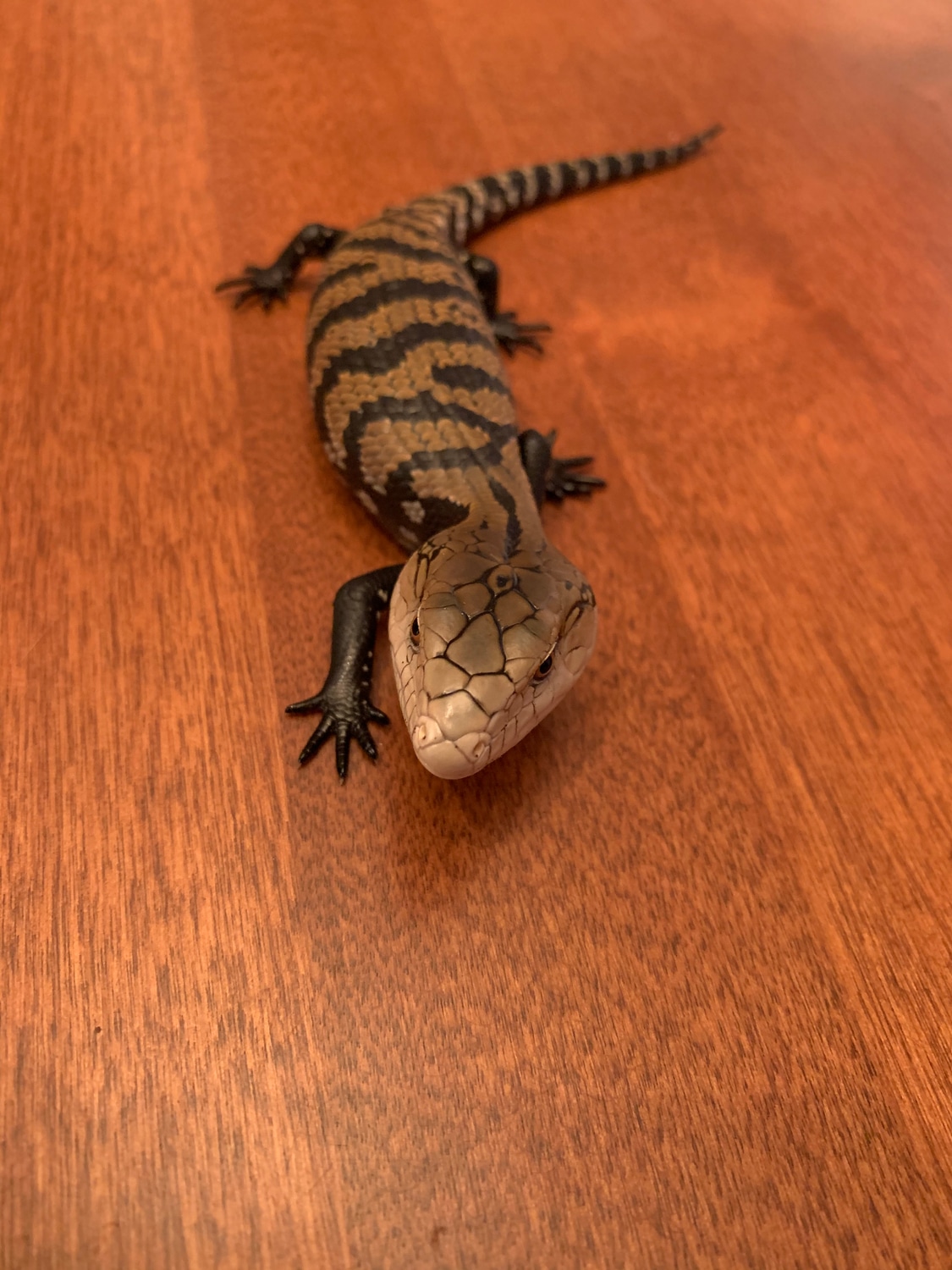 (1 Left) Captive Bred Halmahera Blue Tongue Skinks Halmahera Blue ...