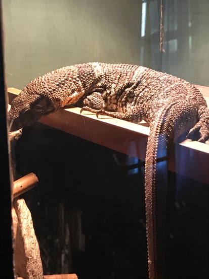 Adult Dumeril Monitor (Not Tame) Dumeril's Monitor by Reptilesplusmore