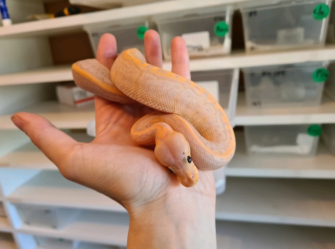 Banana Cinnamon Pinstripe Pastel Ball Python by Reptiles Twente ...