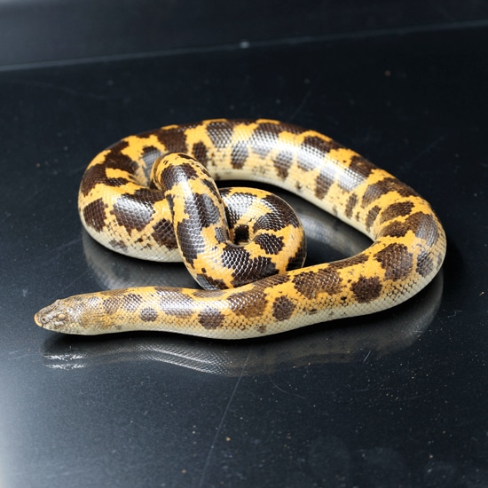 Saharan Sand Boa by Reptile Supercenter