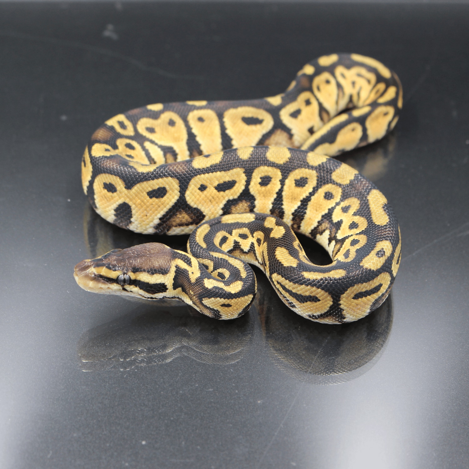 Pastel Ball Python by Reptile Supercenter - MorphMarket