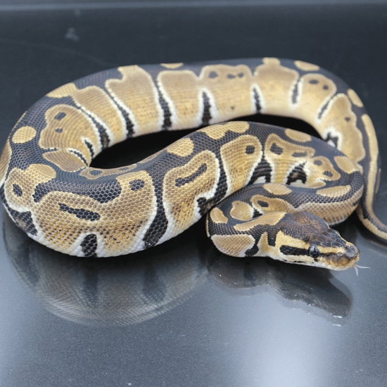 Normal Ball Python by Reptile Supercenter