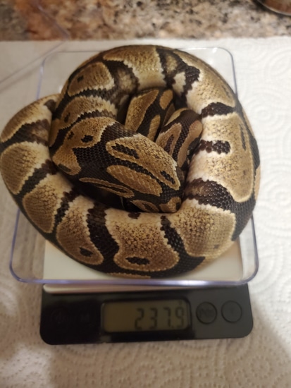 Normal Male Ball Python by Rare Reptile Trading Co.