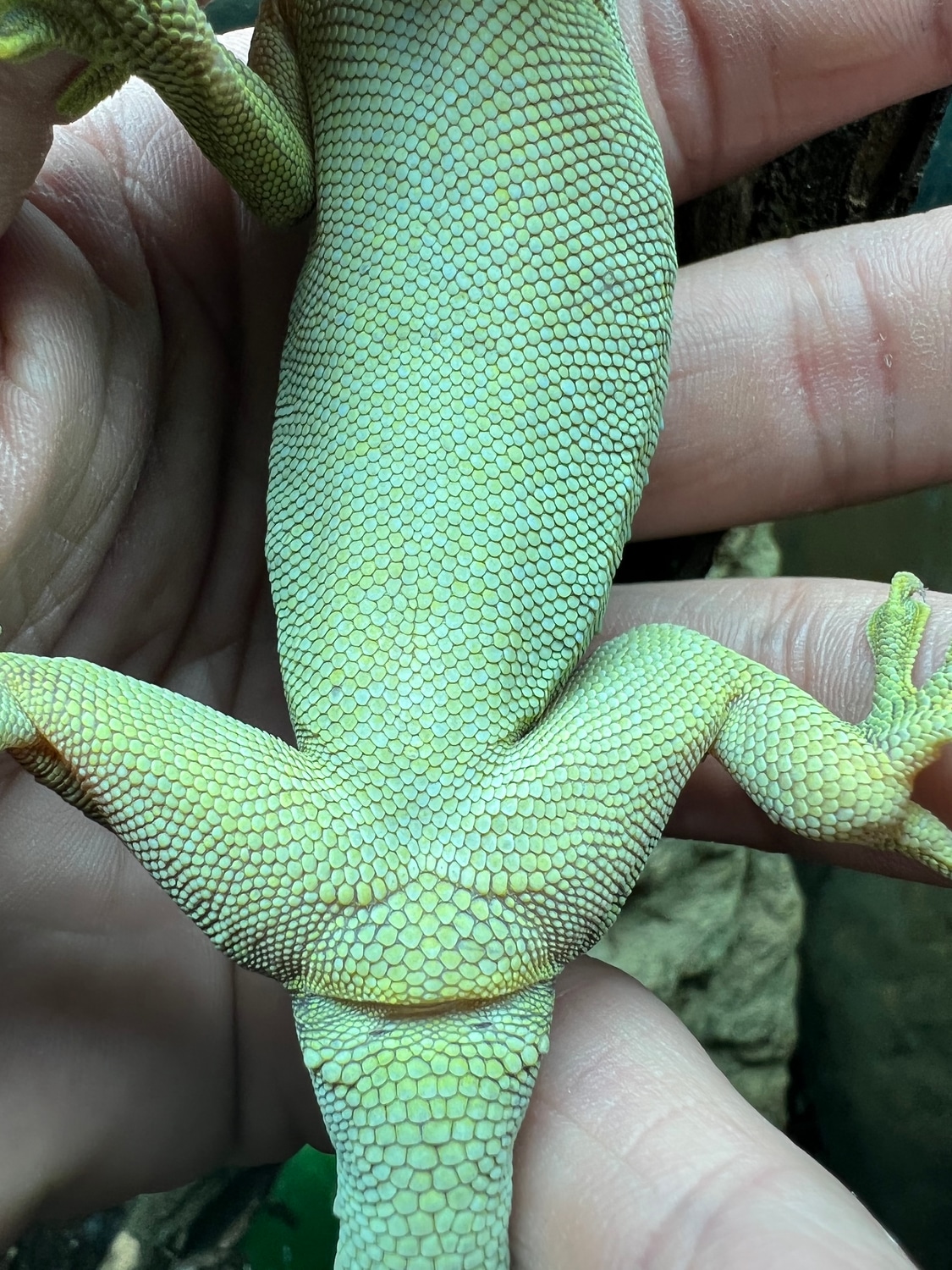 Cb Powder Blue Tokay Gecko by Rare Reptile Trading Co. - MorphMarket