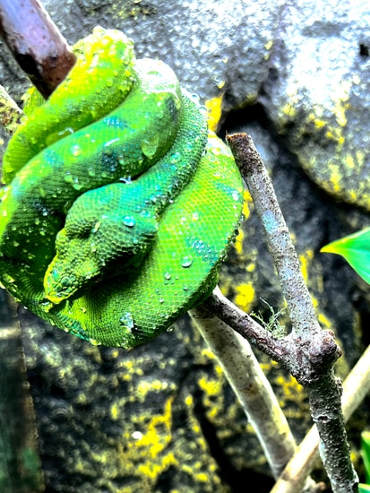 Cb (Blue Spotted) Emerald Tree Boa Northern Emerald Tree Boa by Rare ...
