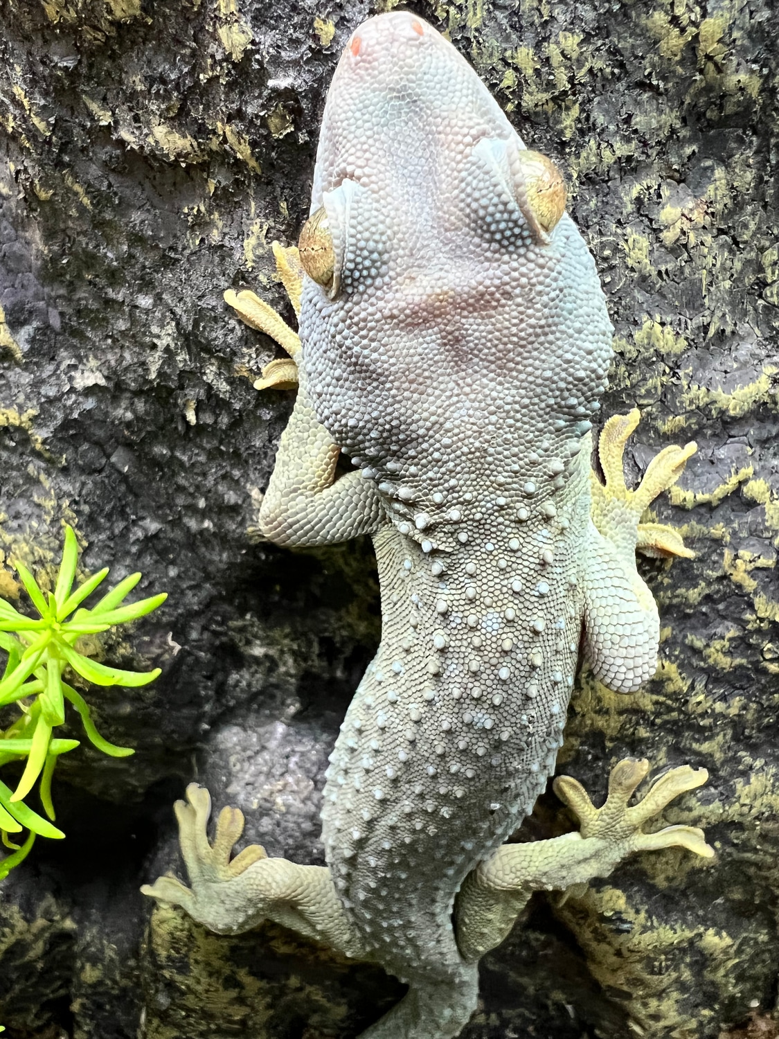 Cb Powder Blue Tokay Tokay Gecko by Rare Reptile Trading Co. - MorphMarket