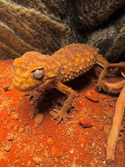 BREEDING PAIR OF N. AMYAE PAIR (Proven) Knob-Tailed Gecko by Rare ...