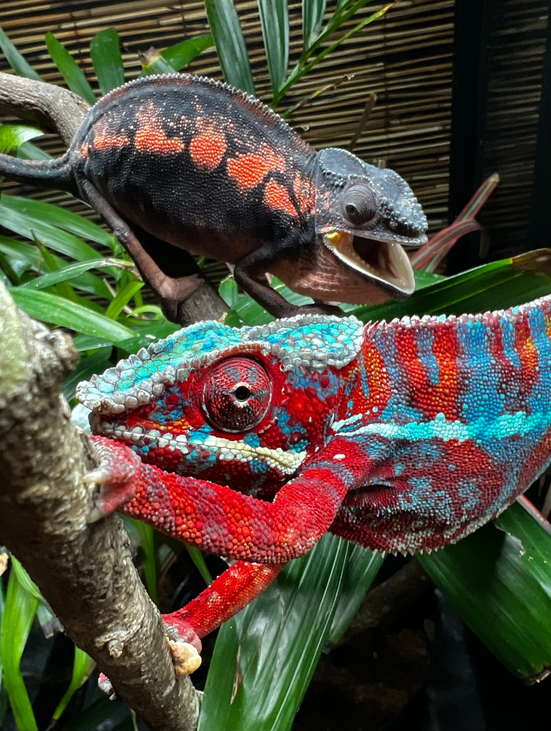 1.1 Proven Adult Red Body Blue Bar Pure Ambilobe Panthers Panther ...