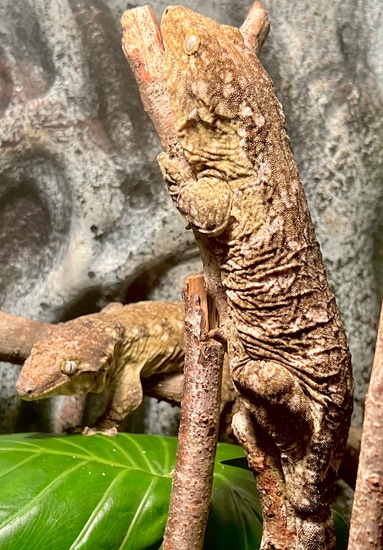 1.1 Proven Adult Pine Island Leachianus Pair Leachianus Gecko by Rare ...