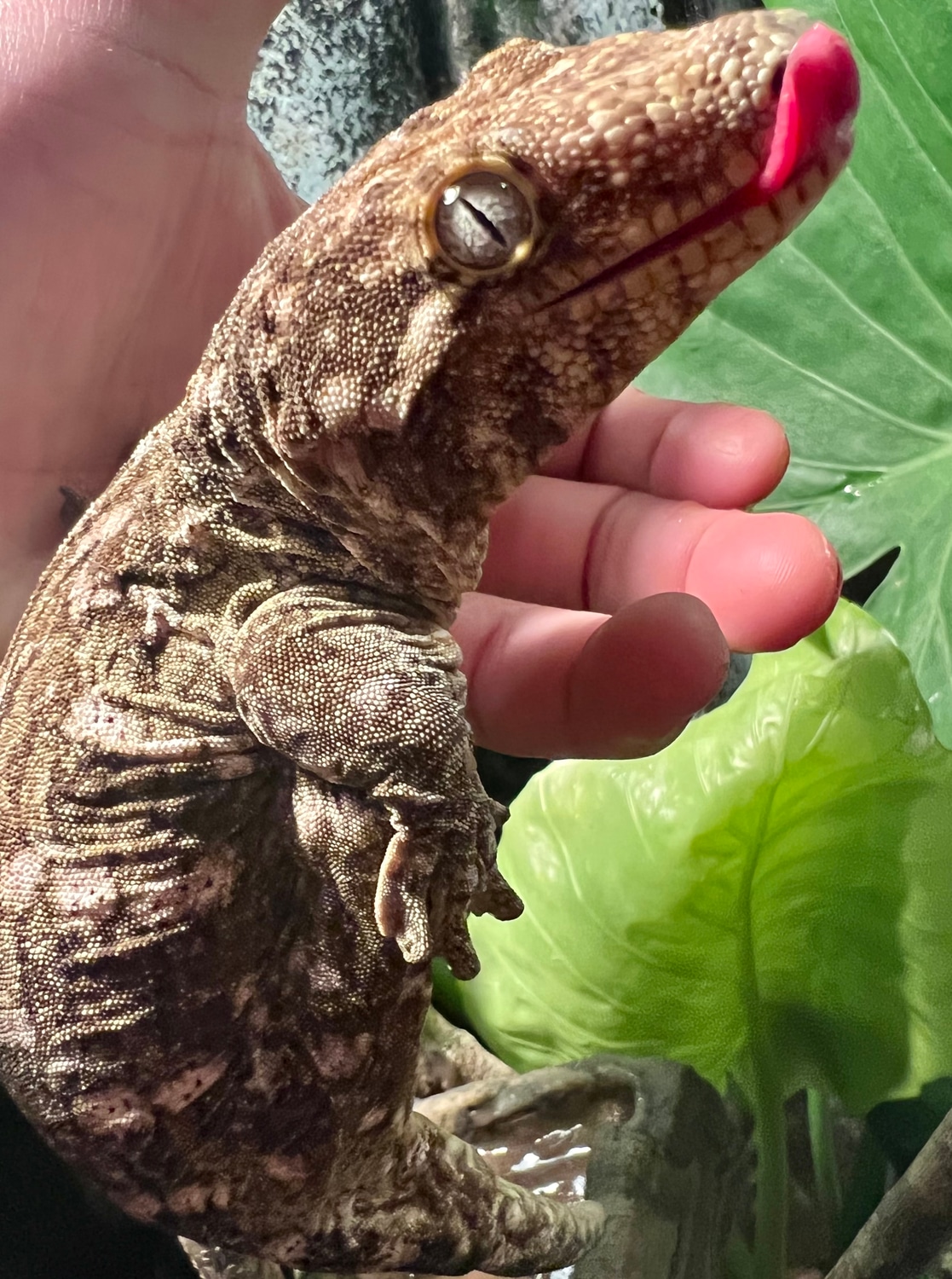 1.1 Proven Adult Pine Island Pair Leachianus Gecko by Rare Reptile ...