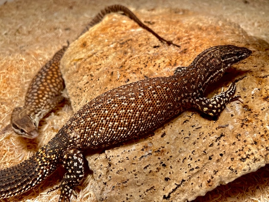 1.1 Adult Pair Of Red Ackies Ackie Monitor by Rare Reptile Trading Co.