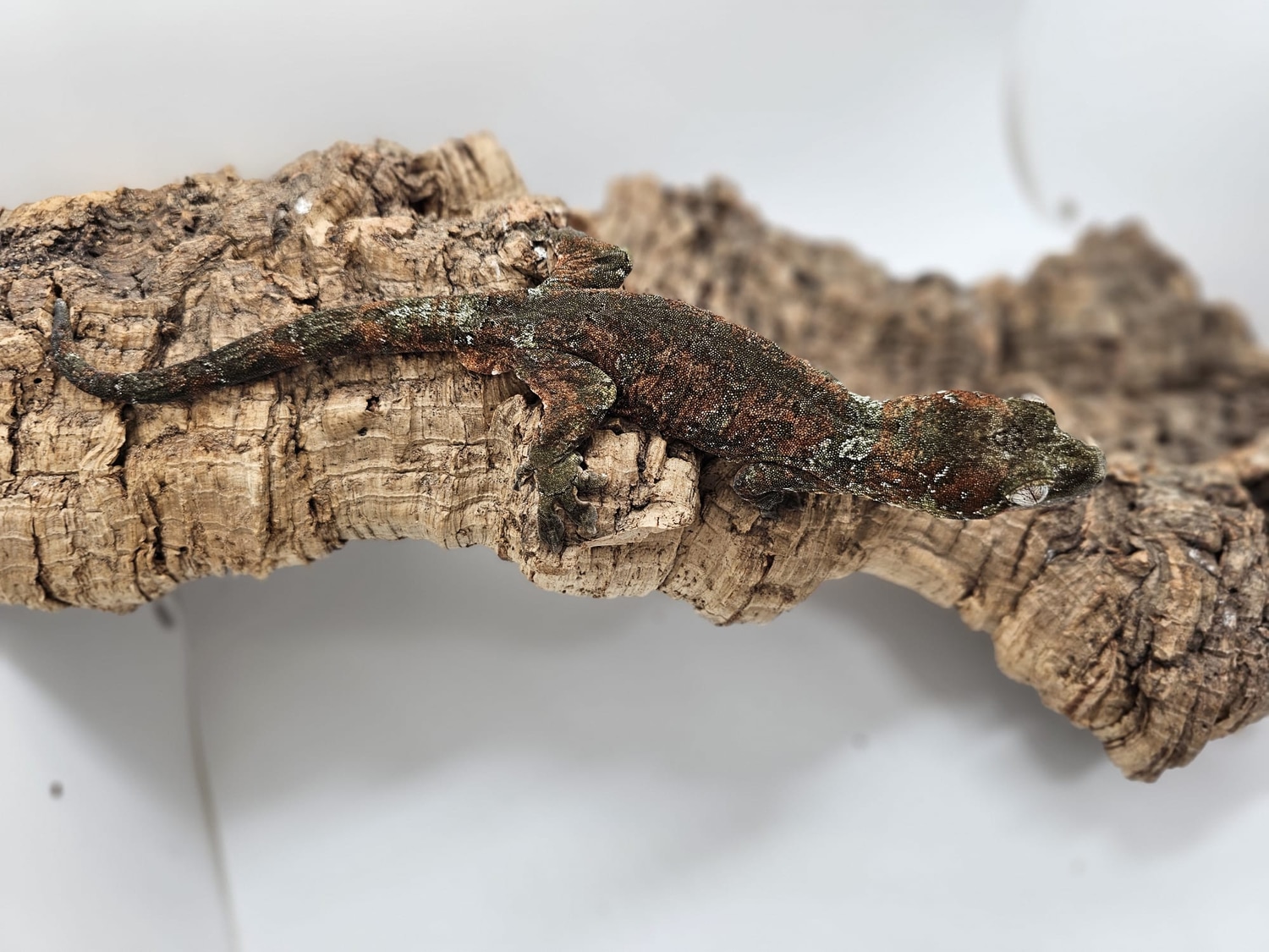 Red PI Chahoua Gecko by Reptile Trends - MorphMarket