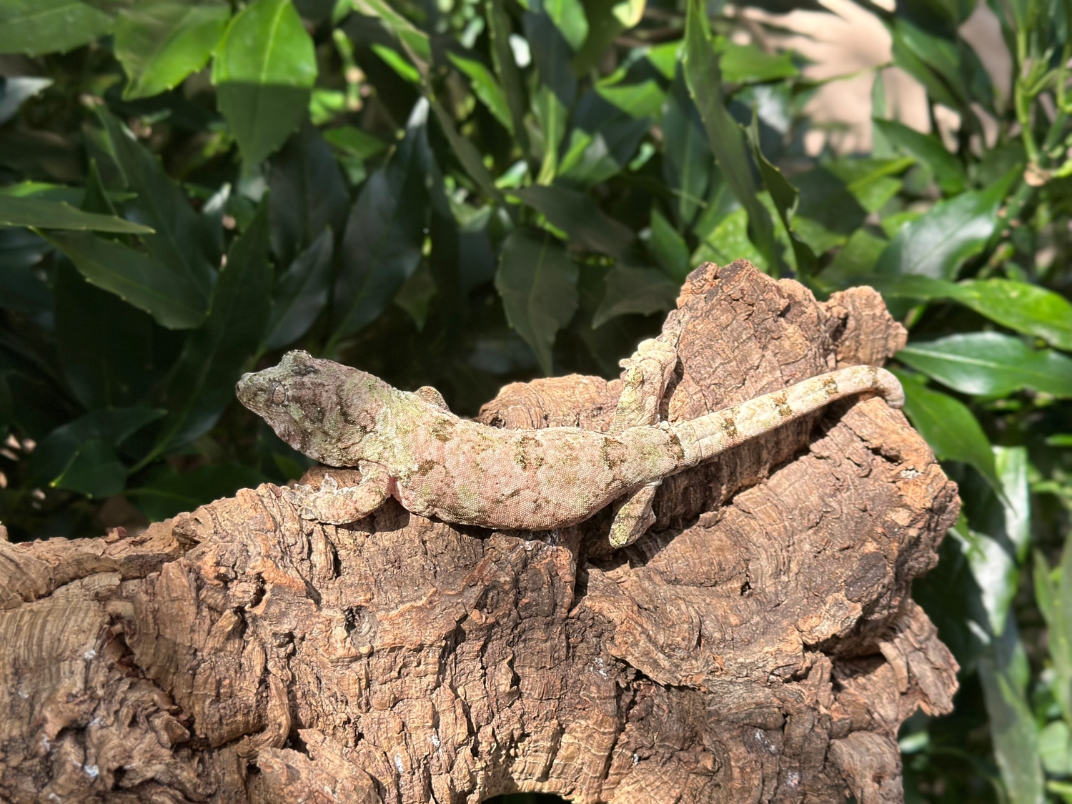 PI Chahoua Gecko by Reptile Trends - MorphMarket