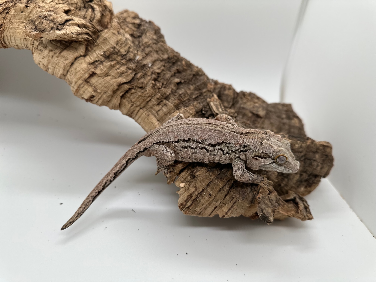 Striped Gargoyle Gecko by Reptile Trends - MorphMarket
