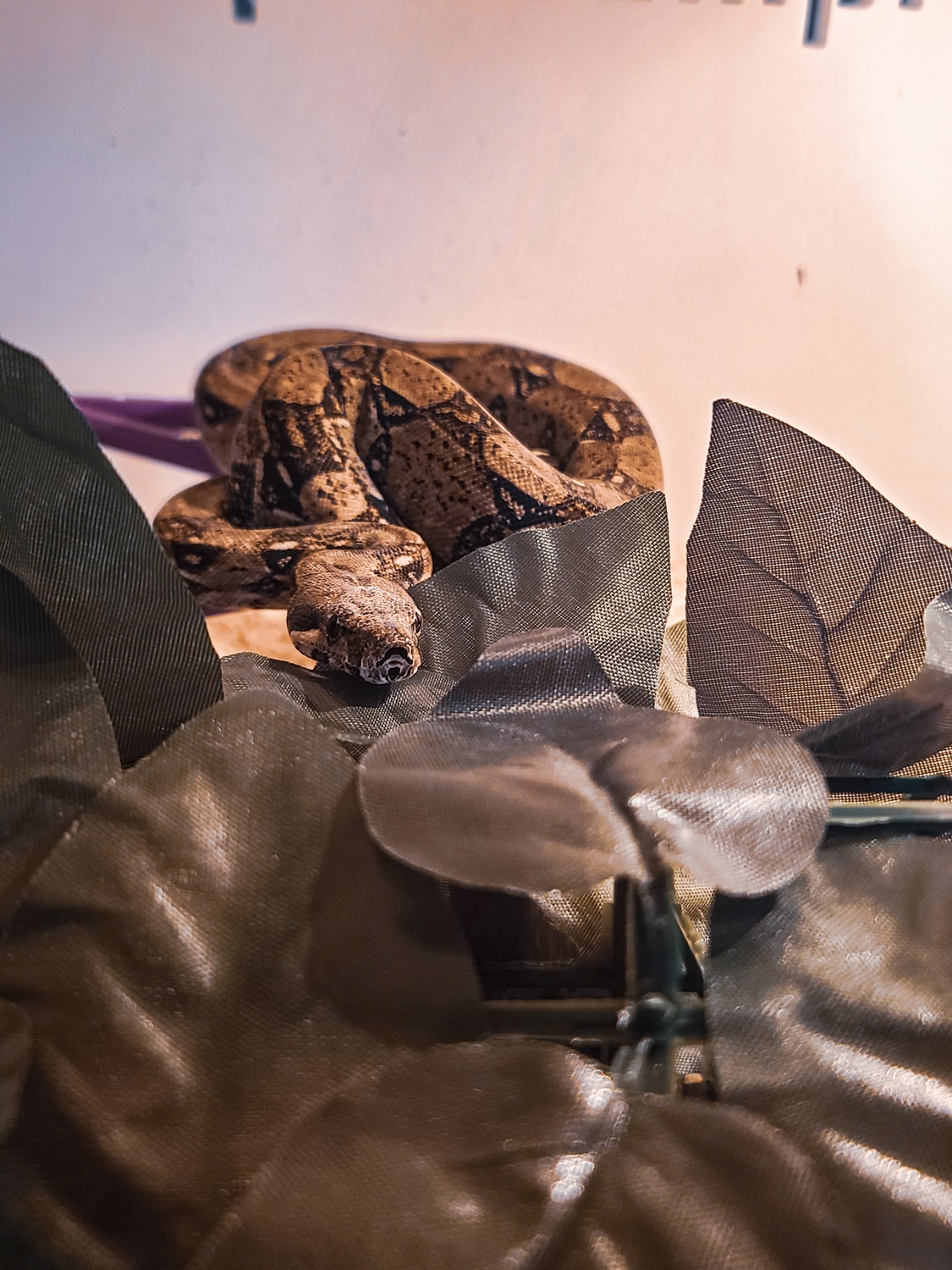 Nicaraguan X Red Tail Boa Het Anery Type 1 Boa Constrictor by Reptile ...