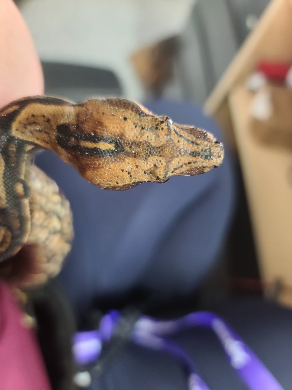 Female IMG Het Leopard Boa Constrictor by Reptile Empress - MorphMarket