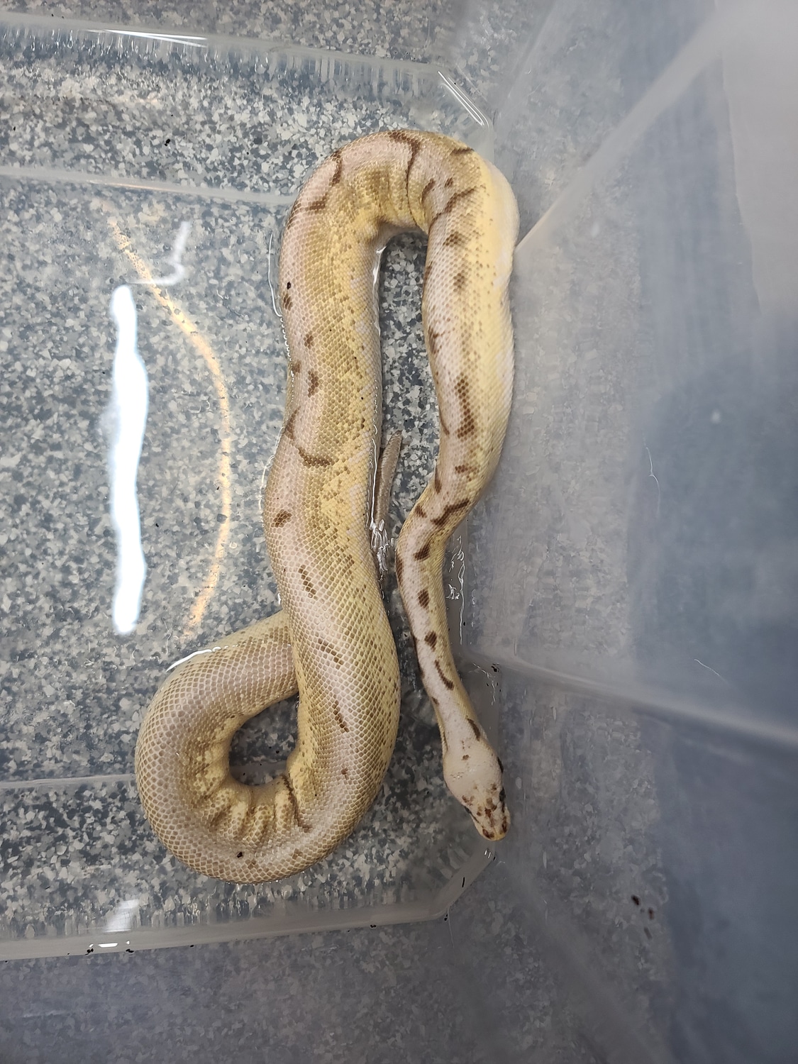 Enchi Killer Bee Ball Python by Reptile Empress - MorphMarket