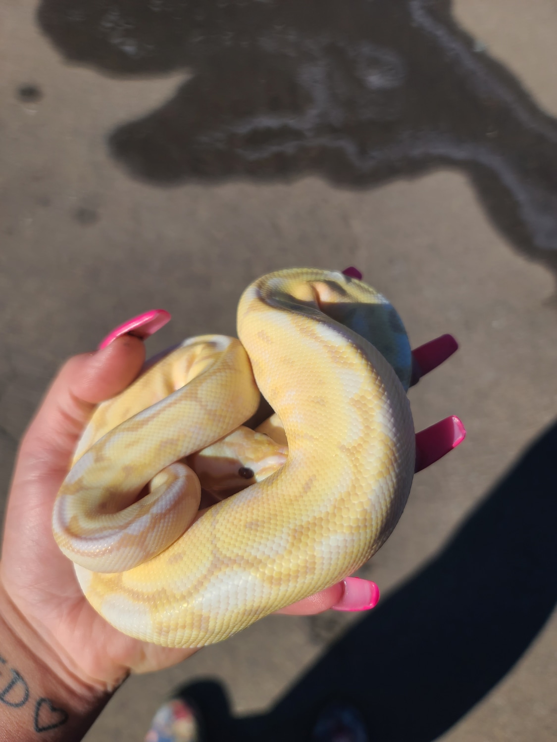 Super Banana Pewter Ball Python by Reptile Empress - MorphMarket
