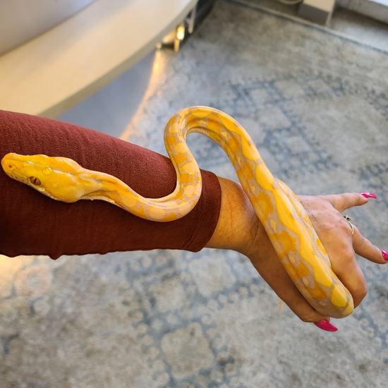 FREE Ship 2022 Purple Sunfire Reticulated Python by Reptile Empress