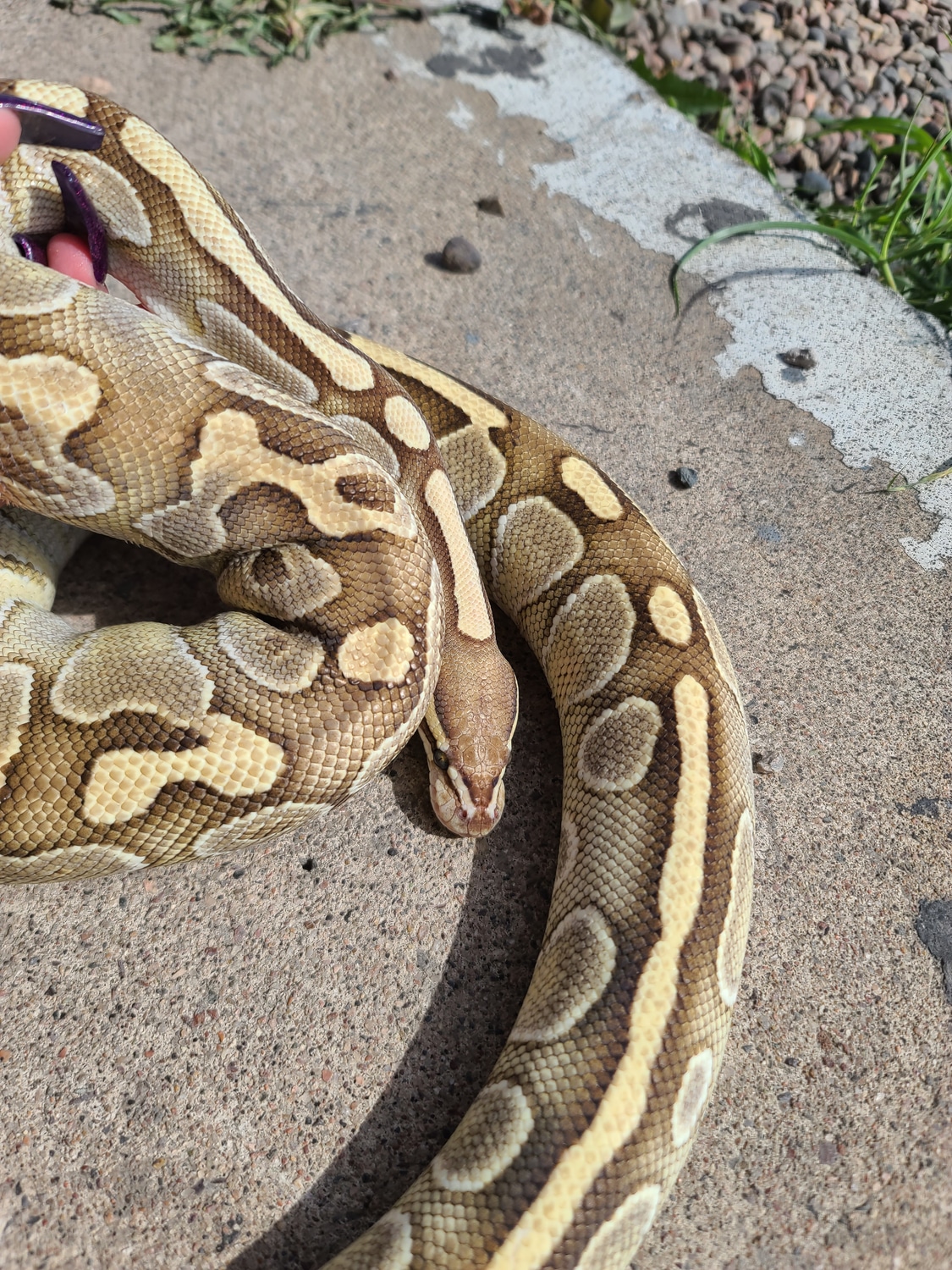 Lesser Het Clown Ball Python by Reptile Empress - MorphMarket