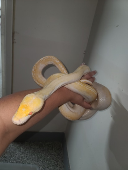 Albino Pied Reticulated Python by Reptile Empress