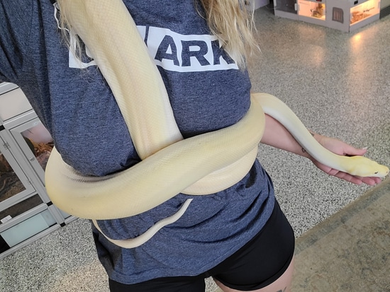 Albino Ivory Reticulated Python by Reptile Empress