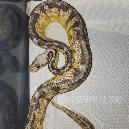 Sterling Bee Ball Python by Reptile Empress