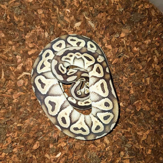 Mojave Ball Python by Reptile Empress