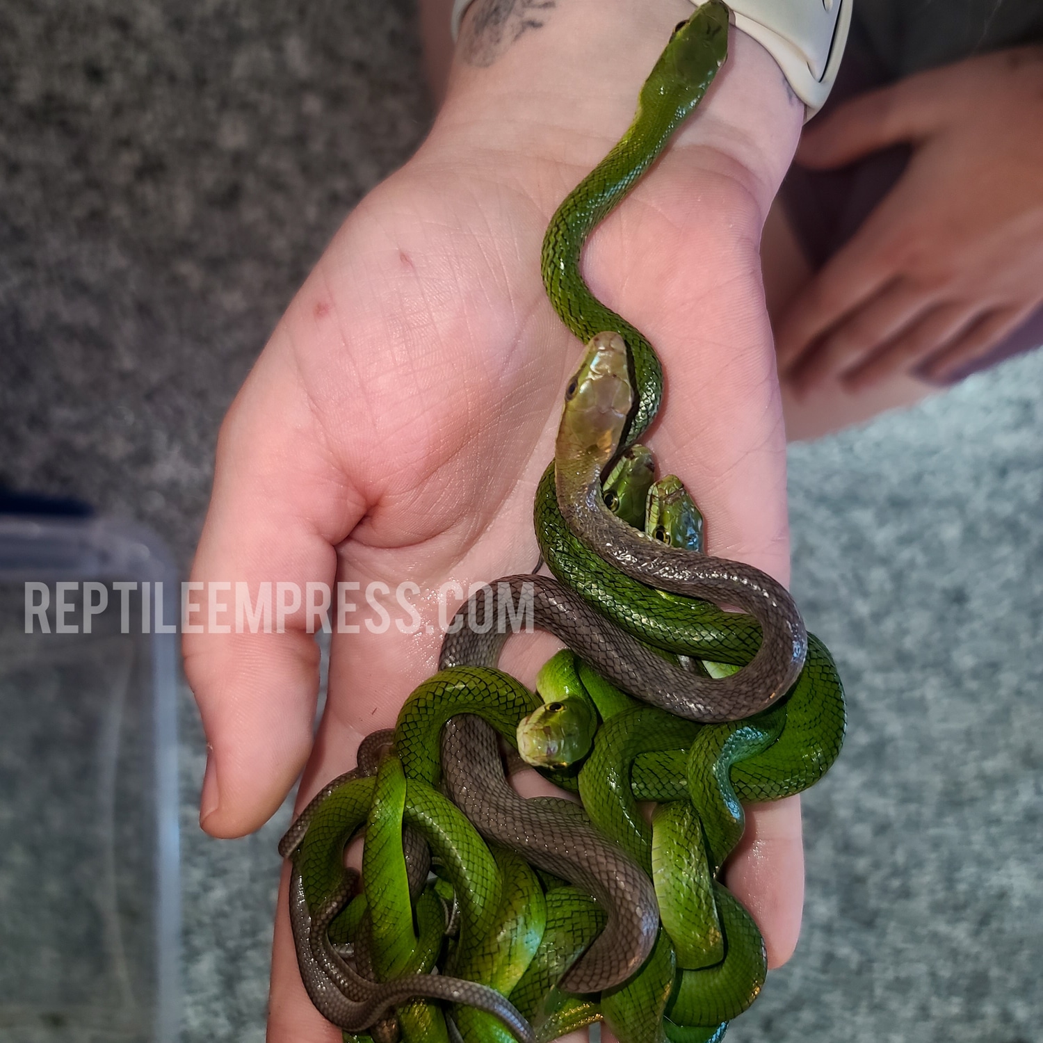 Red Tail Red-tailed Green Rat Snake by Reptile Empress - MorphMarket