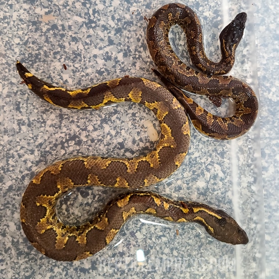 Viper Boa Dumeril's Boa by Reptile Empress